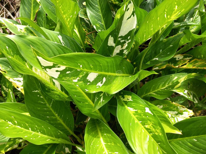 The Aglaonema Difen Army Plant from Different Perspective Stock Photo ...