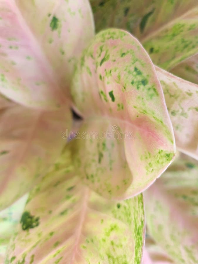 429 Pink Dizzy Stock Photos - Free & Royalty-Free Stock Photos from ...