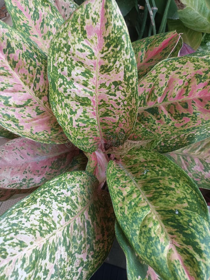 Aglaonema Flower is One of the Most Popular Types of Plants among ... Aglaonema Flower is One of the Most Popular Types of Plants among ...