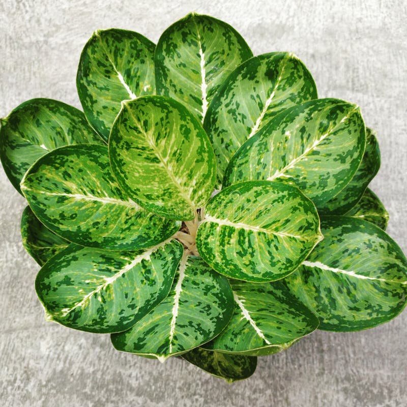 Aglaonema Green Papuma stock image. Image of plants - 312662095