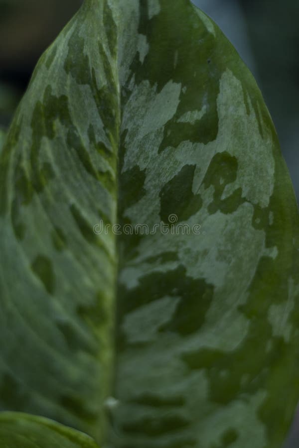 Aglaonema Maria Chinese Evergreen Plant Leaf Stock Image - Image of ...