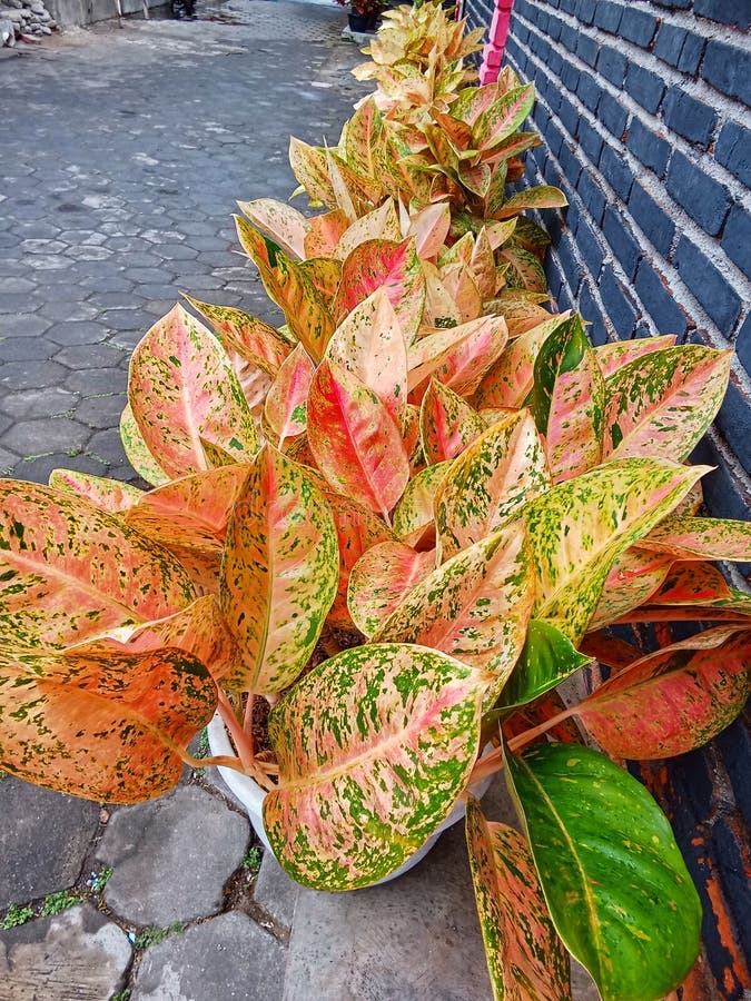 Aglaonema Plant from Family Araceae Stock Photo - Image of family ...