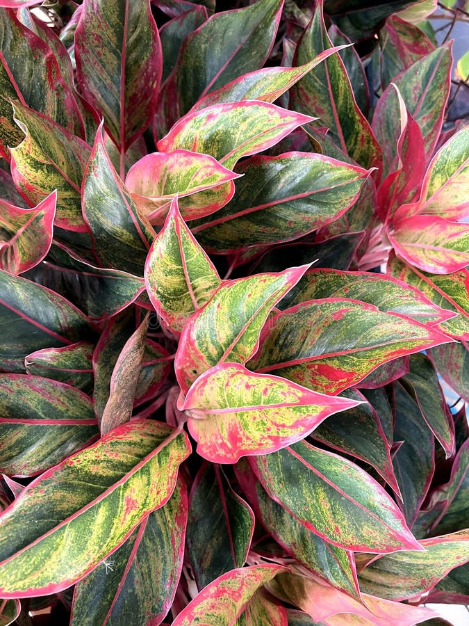 Aglaonema Plant in Nature Garden Stock Image - Image of flower, nature ...