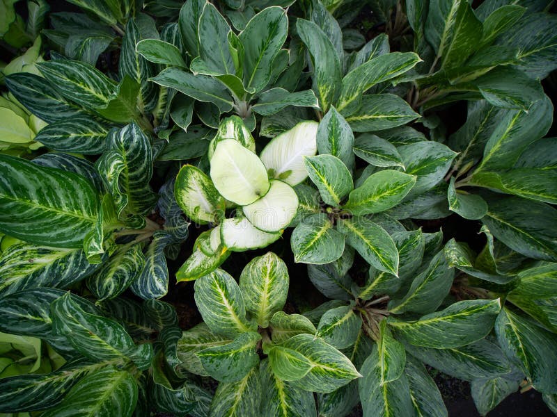Aglaonema Plants Growing on Pots Stock Image - Image of background ...