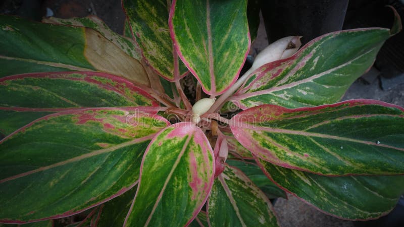 Aglaonema Red Siam Aurora Plant Stock Image - Image of botanical ...
