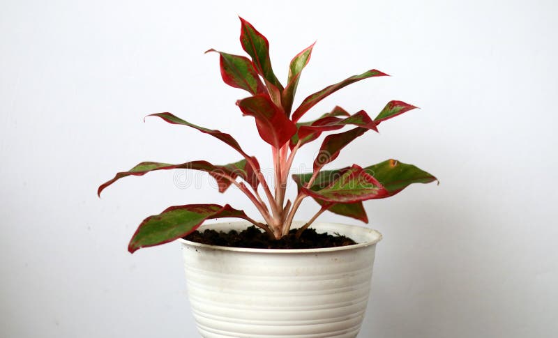 Aglaonema Red Stardust stock image. Image of leaf, decoration - 227994695