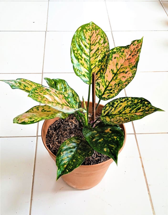 Aglaonema Ruby stock photo. Image of produce, herb, food - 339525288