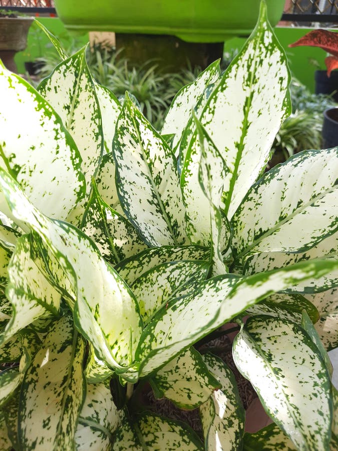 Aglaonema snow white stock photo. Image of produce, food - 201734078