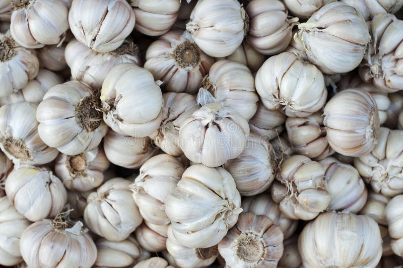 Aglio immagine stock. Immagine di acre, orizzontale, fresco - 45929549