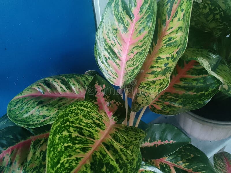 Aglonema Ornamental Plants Grow Well in Pots Stock Photo - Image of ...