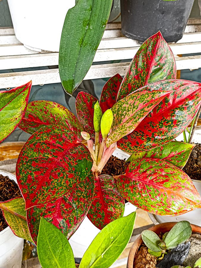 Aglonema Red Star Dust Plant Stock Photo - Image of tree, green: 262565018