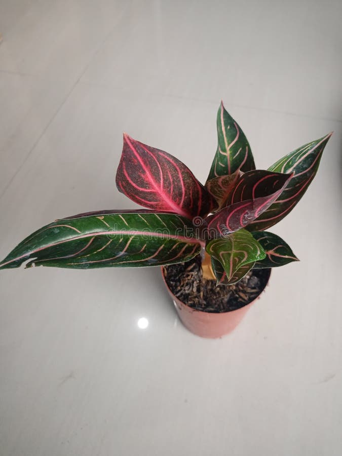 Aglonema Red Sumatra Indonesia Stock Photos - Free & Royalty-Free Stock ...