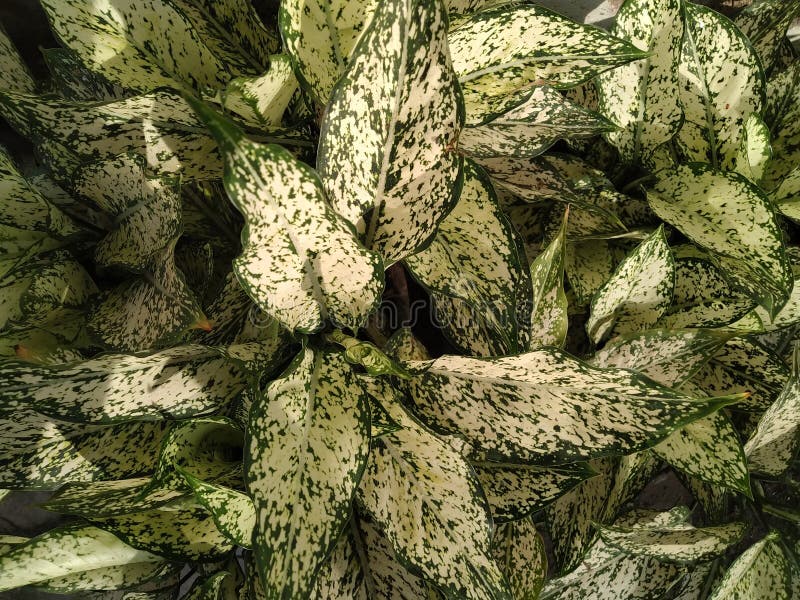 Aglonema Snow White stock photo. Image of spring, plant - 320699468