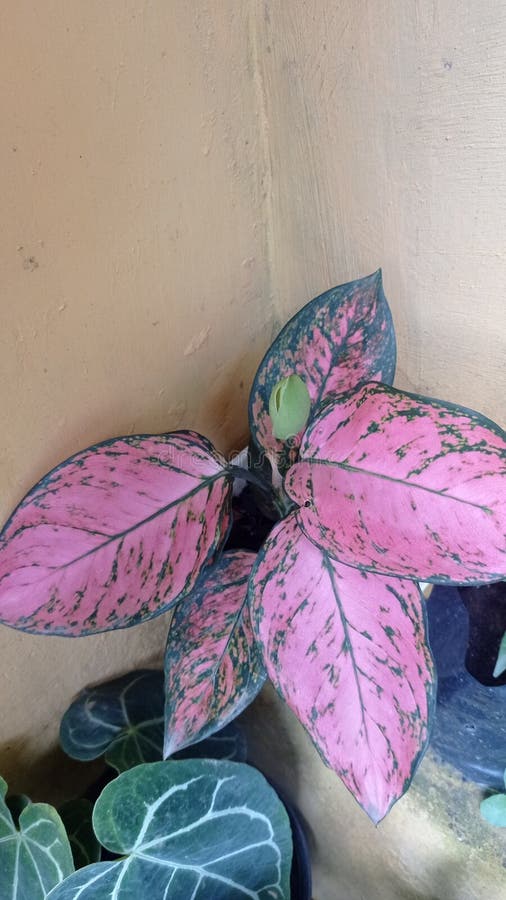 Aglonema Super Pink Lady Aglaonema Stock Image - Image of aglonema ...