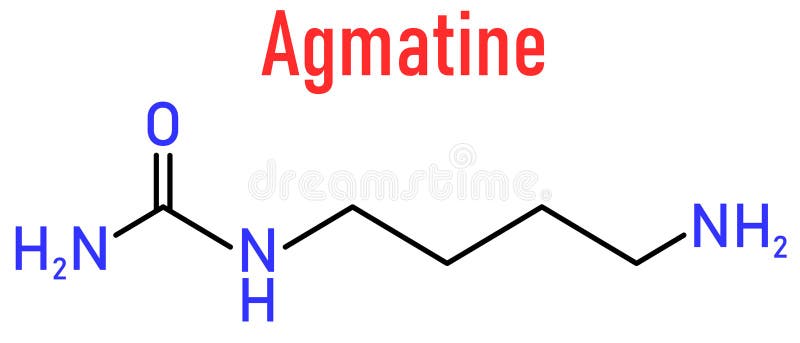 3d Structure of Agmatine, Also Known As 4-aminobutylguanidine Stock ...