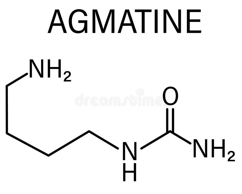 Agmatine or 4-aminobutylguanidine Molecule. Skeletal Formula Stock ...