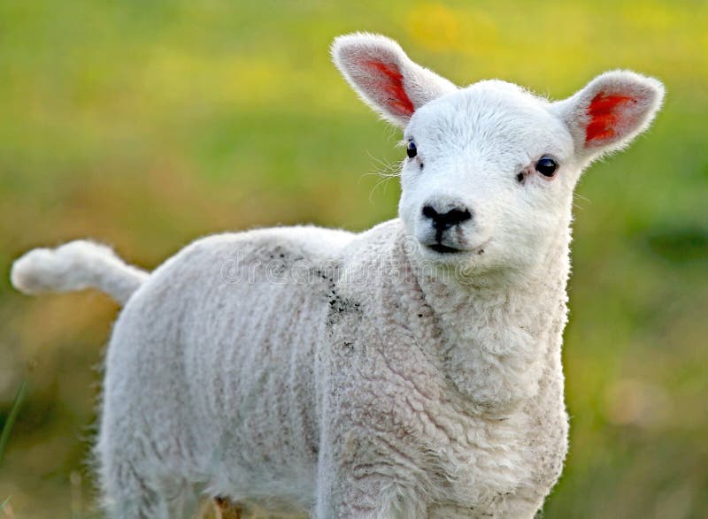 Agneau dans une grange image stock. Image du grange, ferme - 12987221