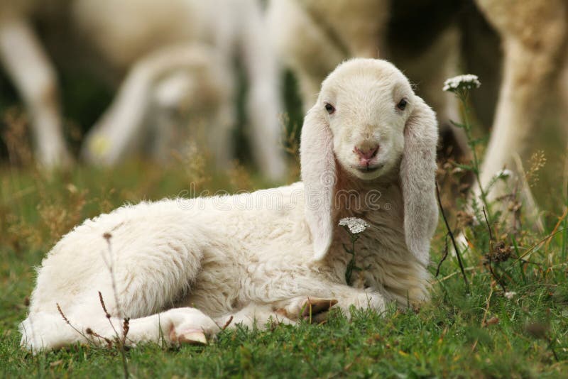 Agnello fotografia stock. Immagine di bambino, agnello - 13496044