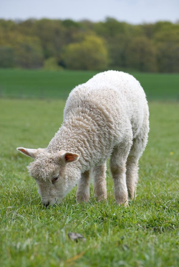 Agnello fotografia stock. Immagine di campagna, britannico - 14723092