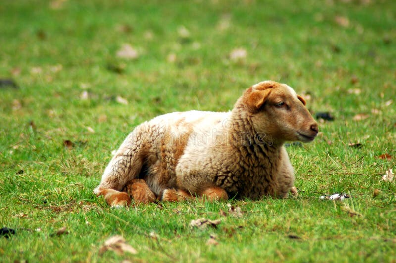 Agnello. immagine stock. Immagine di giovane, animale, pascolo - 170841