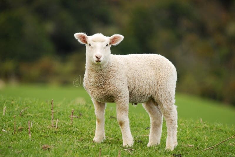 Agnello immagine stock. Immagine di montone, lane, carne - 21579139