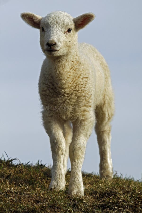 Agnello fotografia stock. Immagine di bestiami, bianco - 22326182