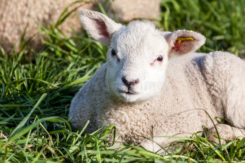 Agnello immagine stock. Immagine di innocente, campo - 40259975
