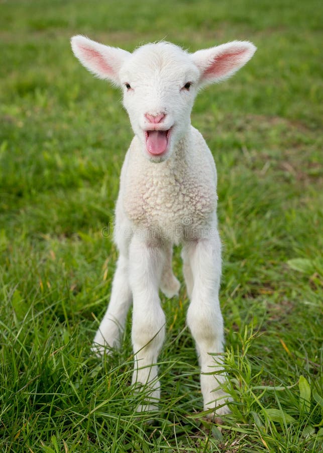 191,387 Agnello Foto - Foto Stock Gratis e Royalty-Free da Dreamstime