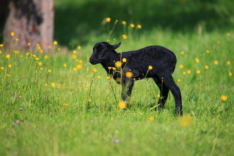 Agnello immagine stock. Immagine di pecore, animale, pascolo - 9364457