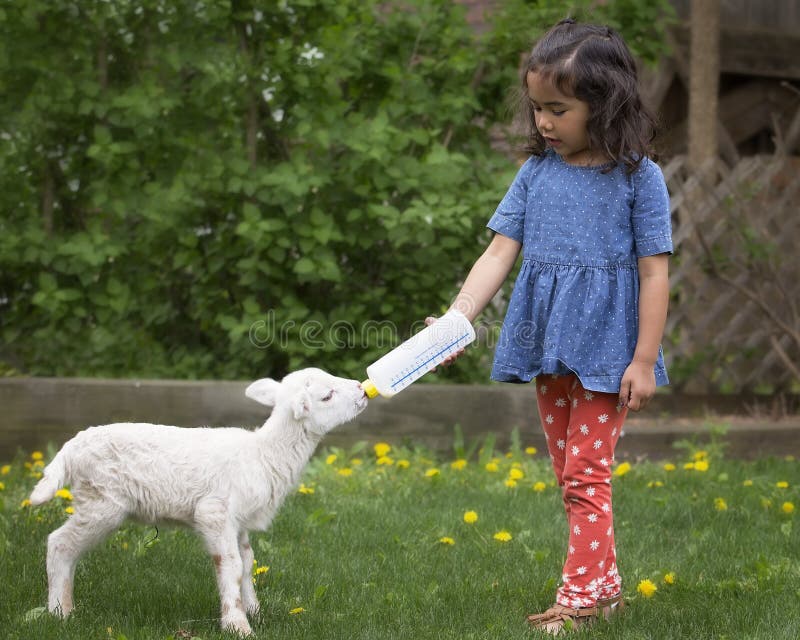 Agnello da latte immagine stock. Immagine di bestiame - 30939733