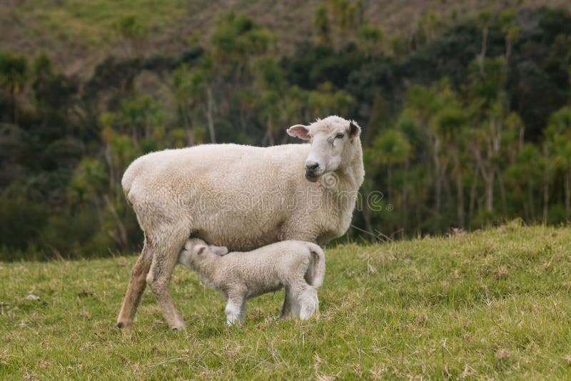 Agnello Del Lattante Con La Pecora Fotografia Stock - Immagine di ...