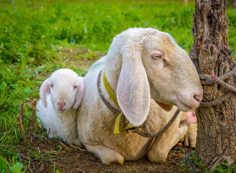 Agnello E Pecora Delle Pecore Che Si Trovano Sul Prato Fotografia Stock ...