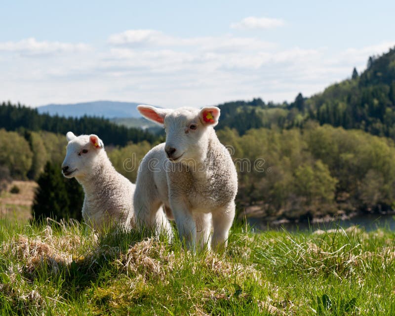 Agnello in natura immagine stock. Immagine di alimento - 19453909