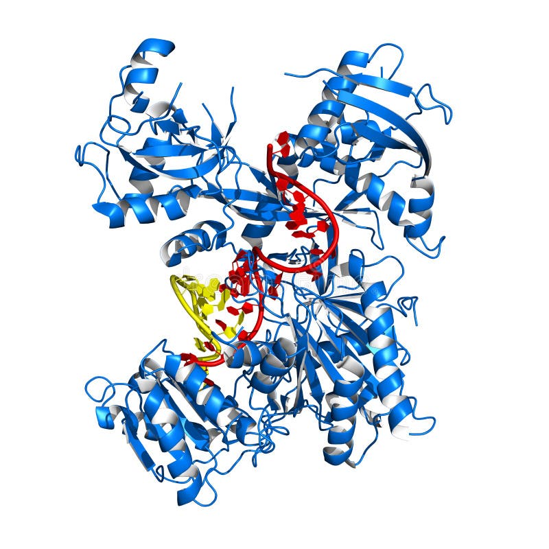 SSB protein stock illustration. Illustration of pharmaceutical - 30162517