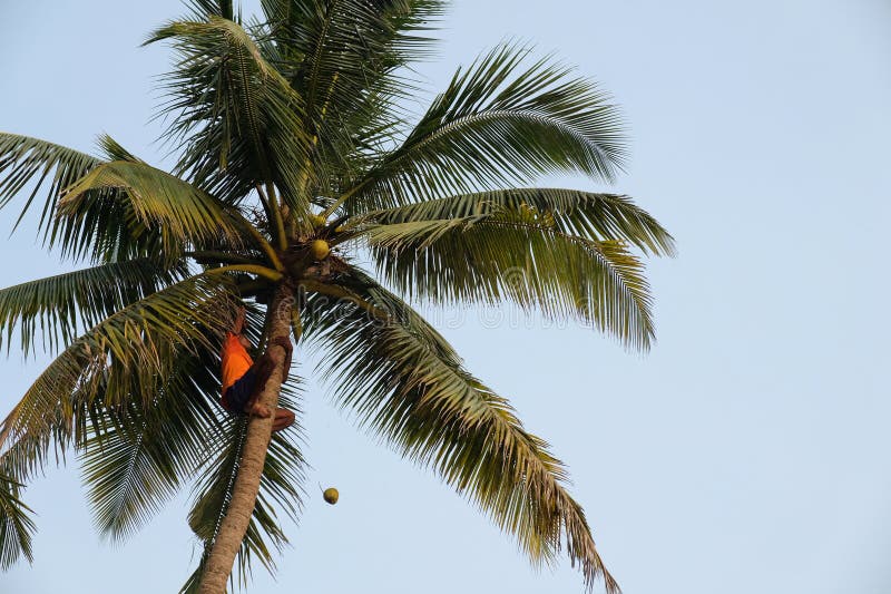 Agonda, GOA, India - December 20, 2024: a Man Picking Coconuts from a Tall Palm Tree Editorial ...