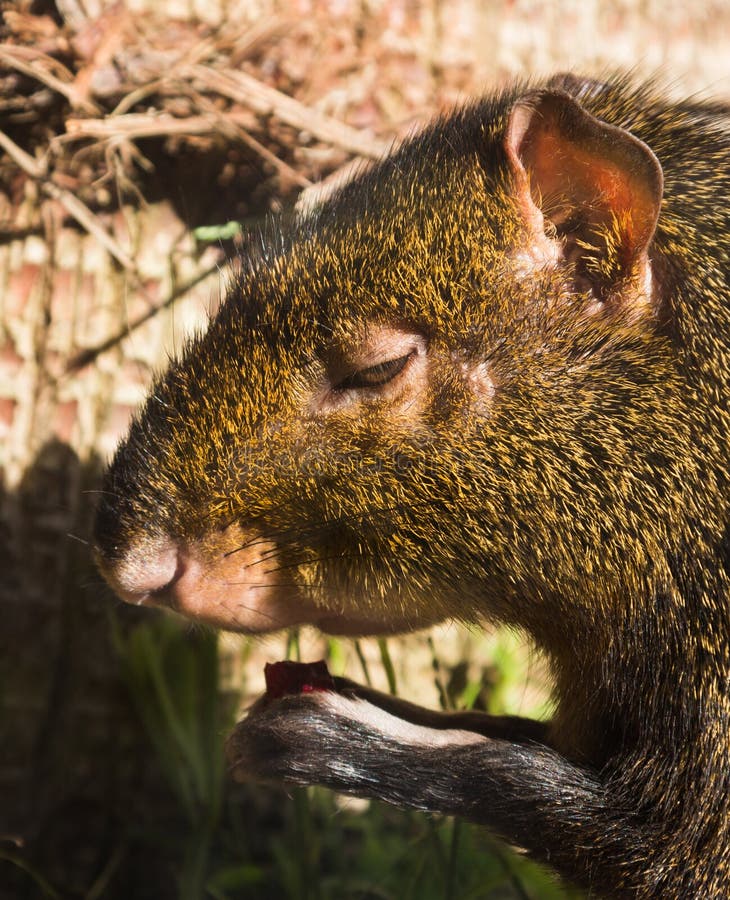 Agouti photo stock. Image du brun, agouti, rongeur, manger - 41421248
