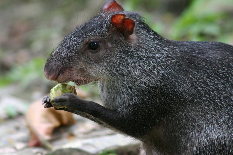 Agouti stock photo. Image of tropical, animals, ecuador - 549822