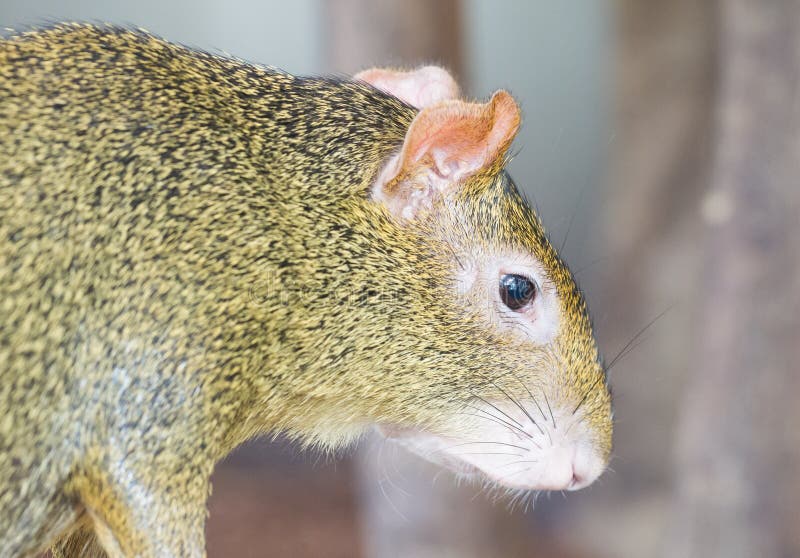 Agouti, Aguti O Agouti Común, Dasyprocta, Familia Del Dasyproctidae, Un ...