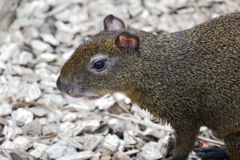 Agouti stock photo. Image of tropical, animals, ecuador - 549822