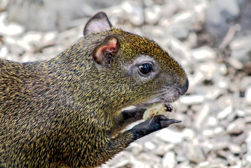 Agouti Stock Photos - Download 568 Royalty Free Photos