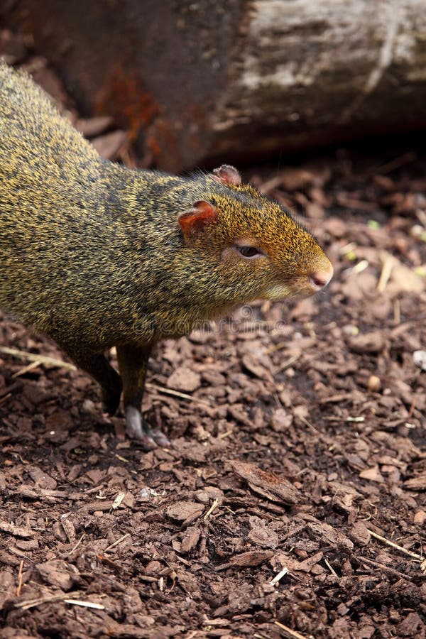 Agouti stock image. Image of cute, animals, common, wildlife - 62258203