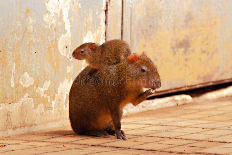 Agouti (Dasyprocta) stock photo. Image of animal, rodent - 13951922
