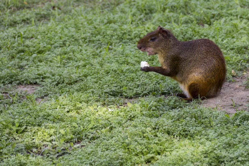 Agouti De Rongeur - Dasyproctidae De Dasyprocta Photo stock - Image du ...