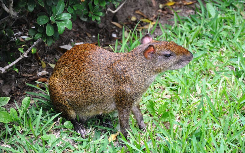 Mexican Agouti stock photo. Image of america, agouti - 13256550