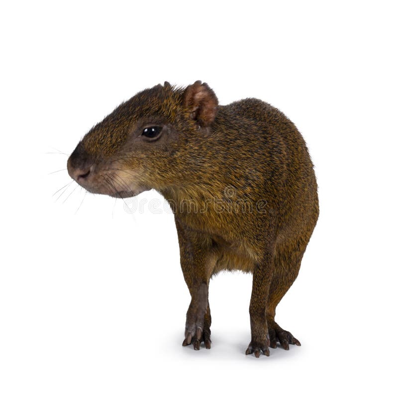 253 Agouti Isolated Transperent Background Stock Photos - Free ...