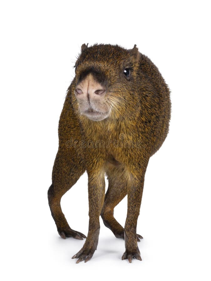 135 Agouti Tail Stock Photos - Free & Royalty-Free Stock Photos from ...