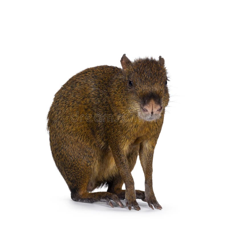 253 Agouti Isolated Transperent Background Stock Photos - Free ...