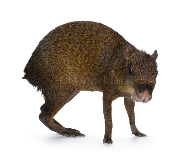 Agouti on white background stock photo. Image of rodent - 288742382