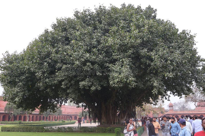 Agra, India - 16 March 2024 -Random People in Front of Banyan Tree ...