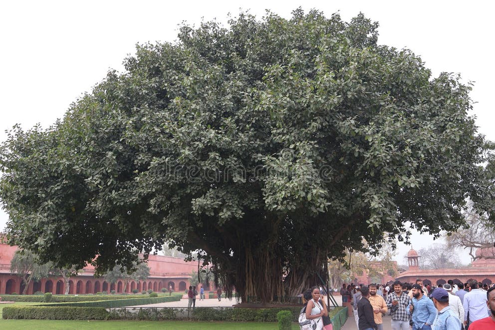 Agra, India - 16 March 2024 -Random People in Front of Banyan Tree ...